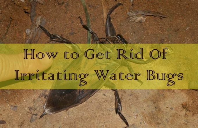 17 Effective Household Remedies to Get Rid Of Irritating Water Bugs