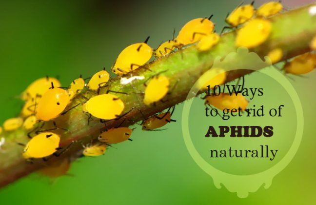 10 Best Home Remedies On How To Get Rid Of Aphids Naturally in Your Garden