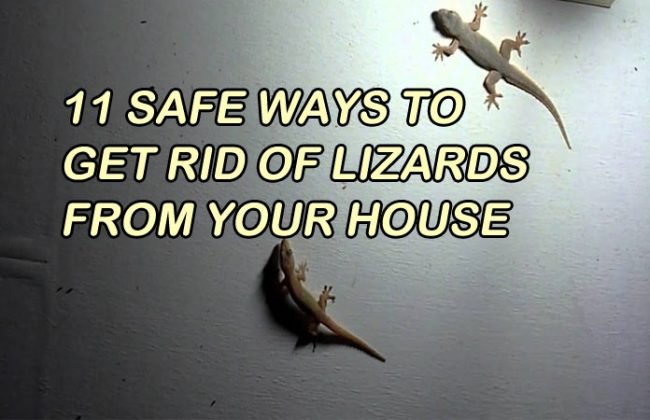 11 Safe Ways to Get Rid of Lizards from Your House