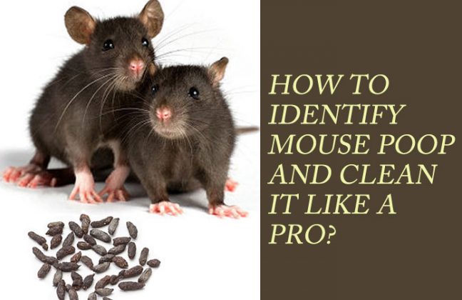 Mouse Dropping – How to Identify Mouse Poop and Clean It Like a Pro
