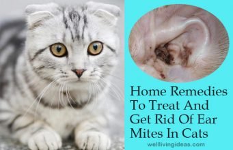 16 Effective Home Remedies To Treat And Get Rid Of Ear Mites In Cats